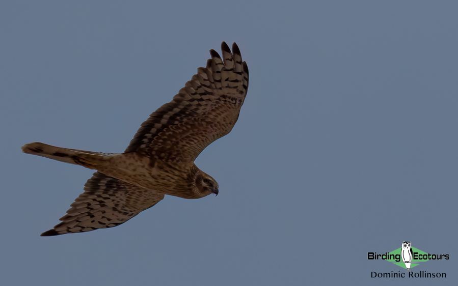 United Kingdom Birding Tour: England & Scotland in Spring - Birding ...