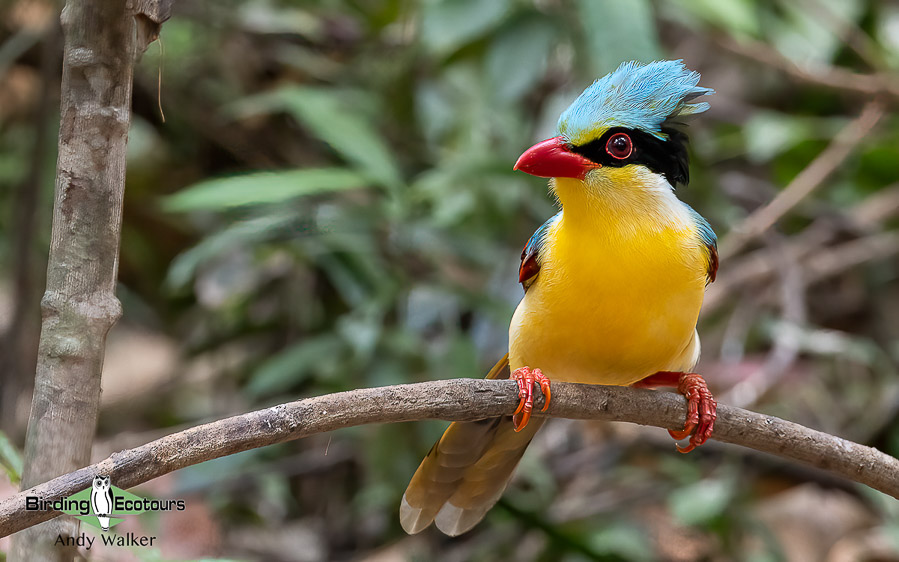 Southern and Central Vietnam Birding: Endemics and Specialties