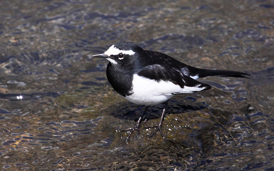 Birding Tour Japan: Spectacular Winter Birds - Birding Ecotours