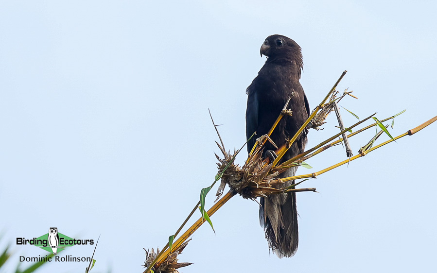 Birding Tour Madagascar: 8-day Northwest Extension