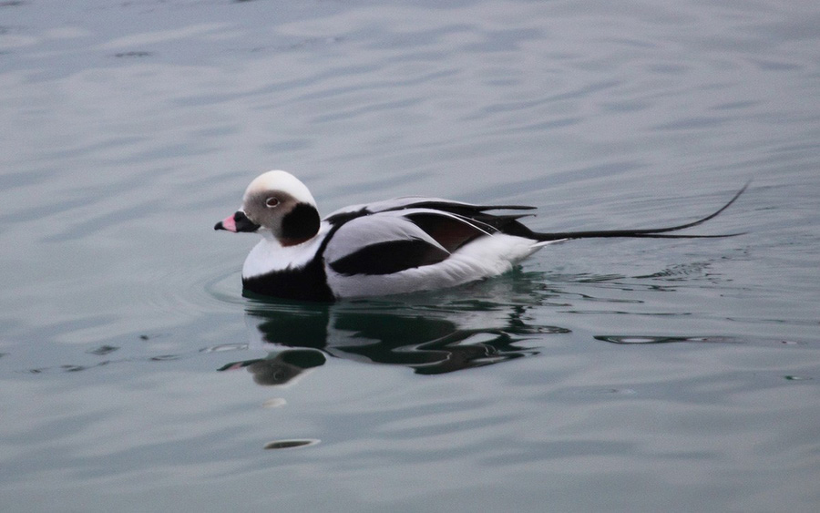 Birding Tour Japan: Spectacular Winter Birds - Birding Ecotours