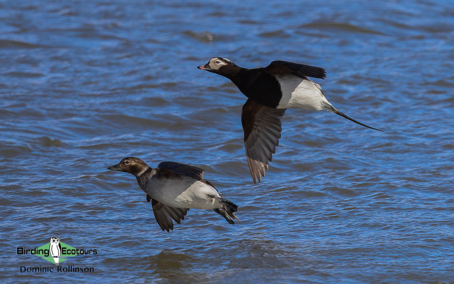 Finland & Norway: Taiga & Tundra Adventure - Birding Ecotours