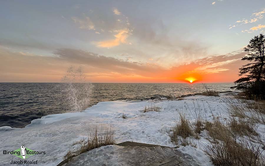 Birding Tour USA: Owls and Other Winter Birds of Minnesota