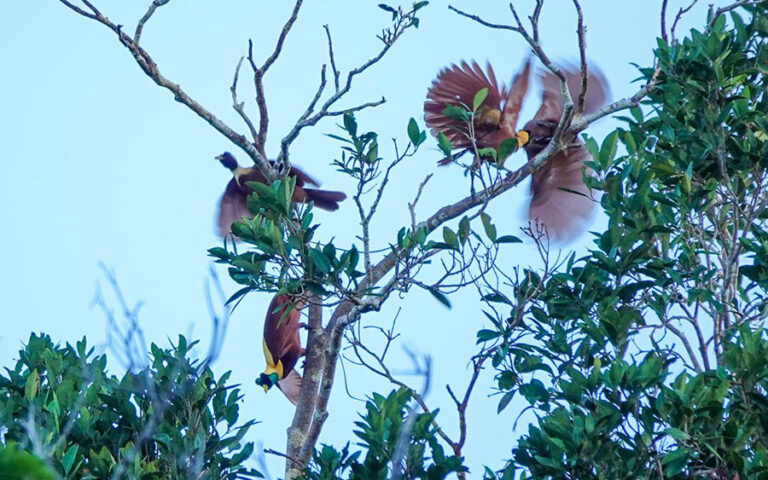 Birding Tour West Papua: Arfak, Waigeo, Klasow - Birding Ecotours