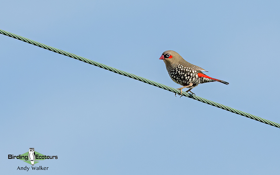 Birding Western Australia: Southwest Specialties - Birding Ecotours