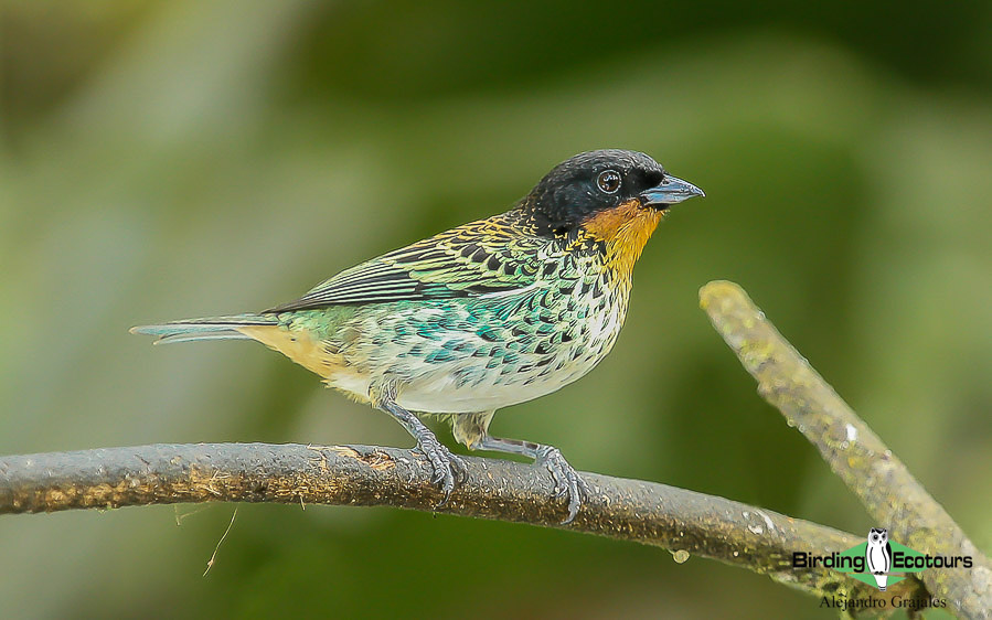The Very Best of Colombia: The Andes & Chocó - Birding Ecotours