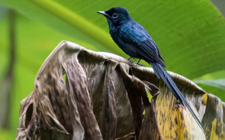 Birding Tour São Tomé and Príncipe: 10-day Birding Adventure