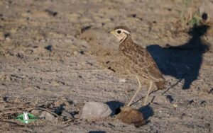 Birding Tour Namibia: Namibia, Okavango, and Victoria Falls