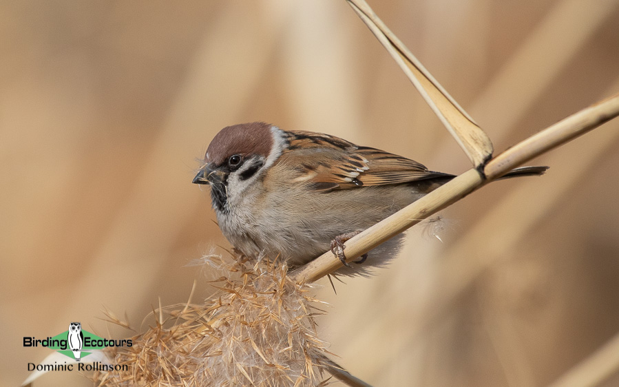 United Kingdom: England Fall Migration Special Tour