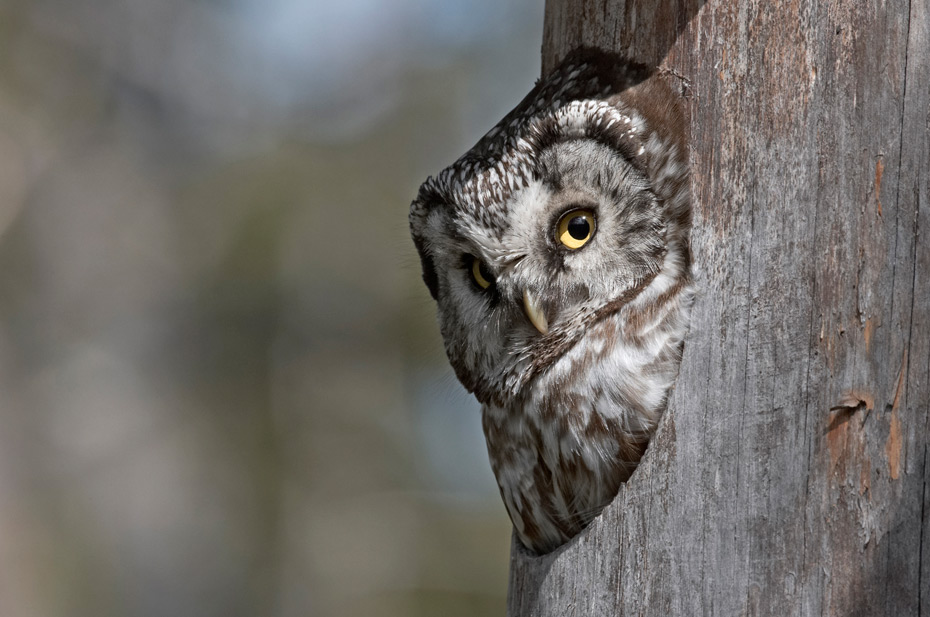 Owls of Finland Birding Tour - Birding Ecotours
