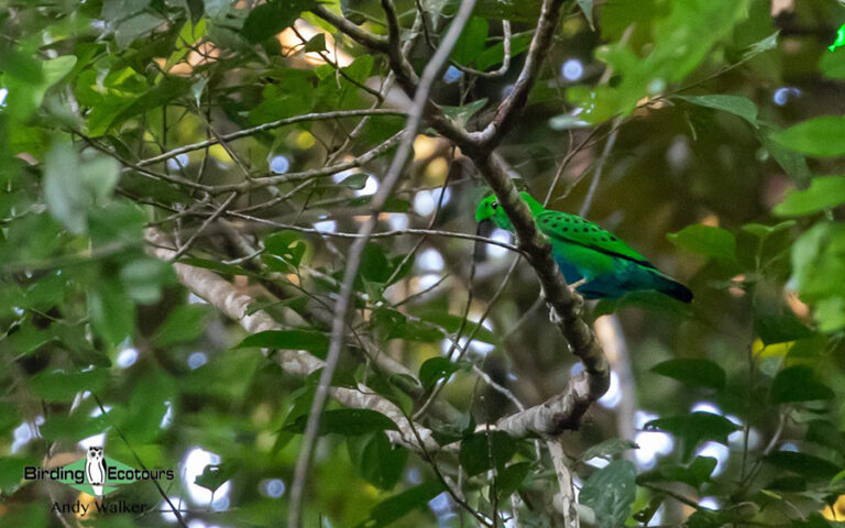 Birding Tour Borneo: Sarawak Restricted Range Endemics