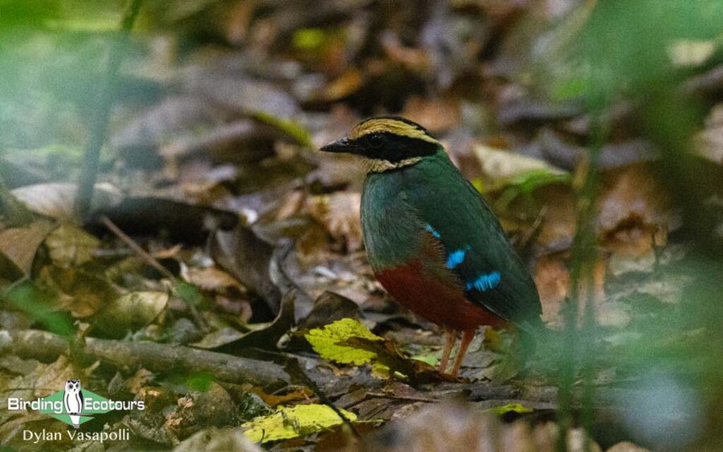 Birding Tour Uganda: Shoebill, Albertine Rift Endemics & Great Apes