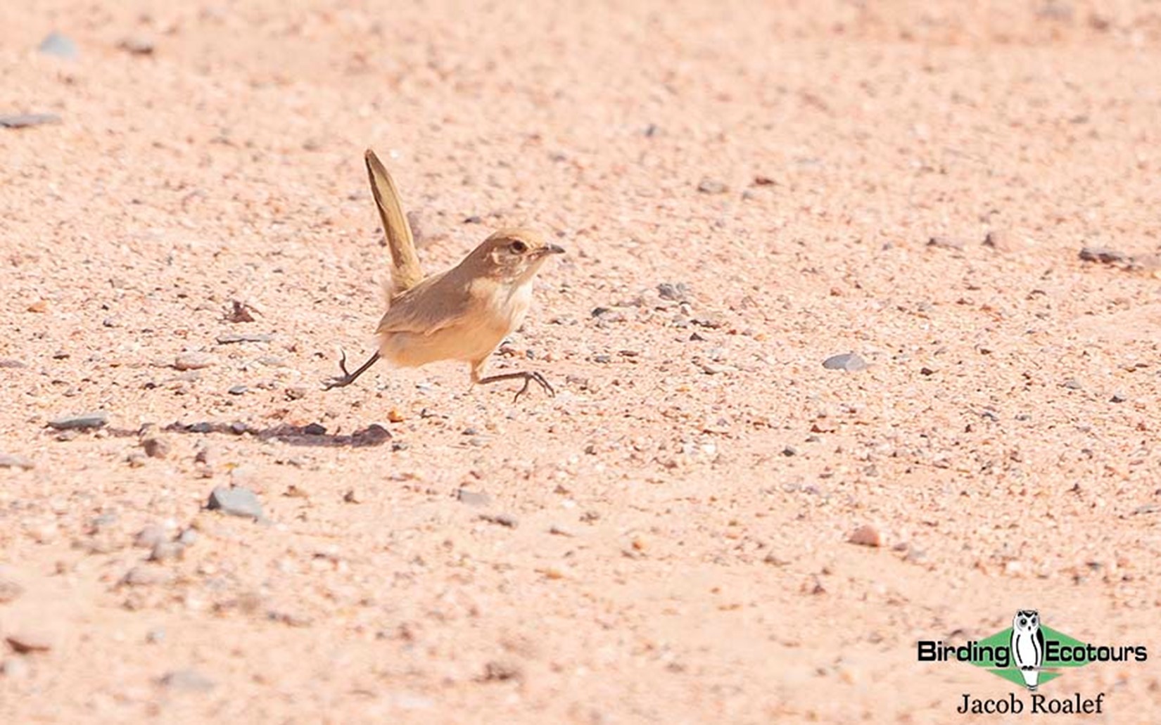 Northwest Argentina: Yungas, Chaco, and High Andes Trip Report