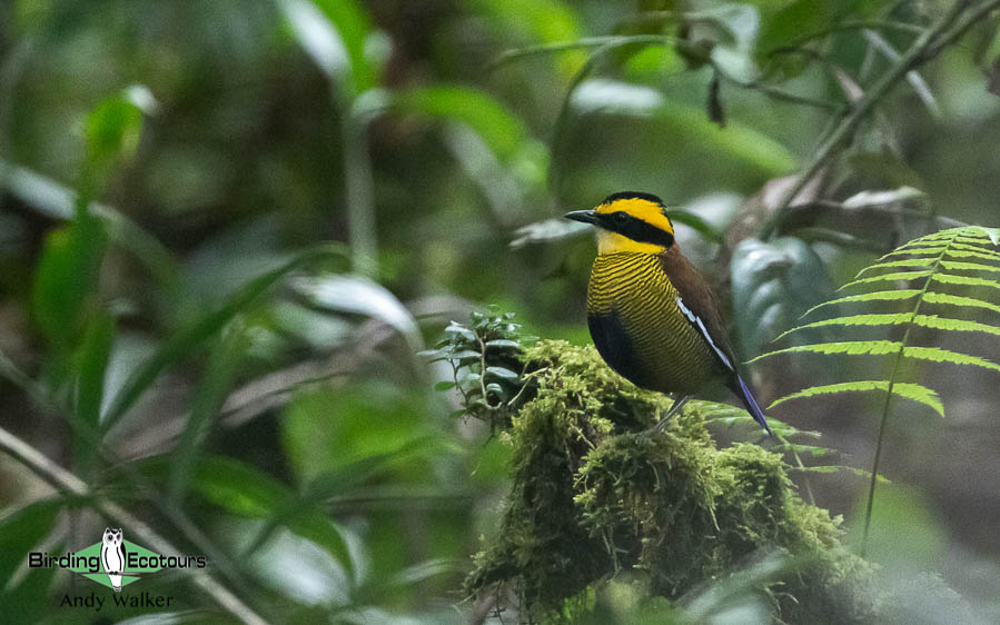 Borneo Birding Tours - Birding Ecotours