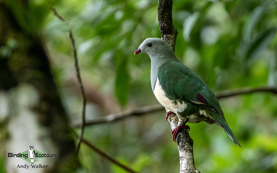 Philippines Birding Tours - Birding ecotours