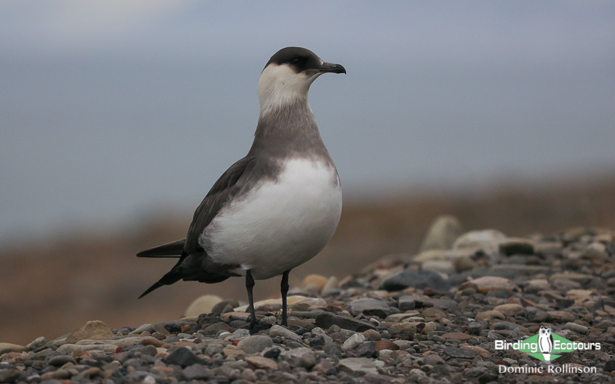 Norway (Svalbard) Birding Tours - Birding Ecotours