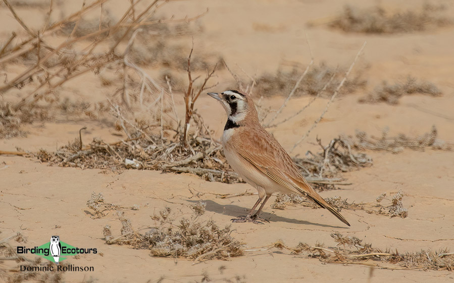 Israel Birding Tours - Birding Ecotours