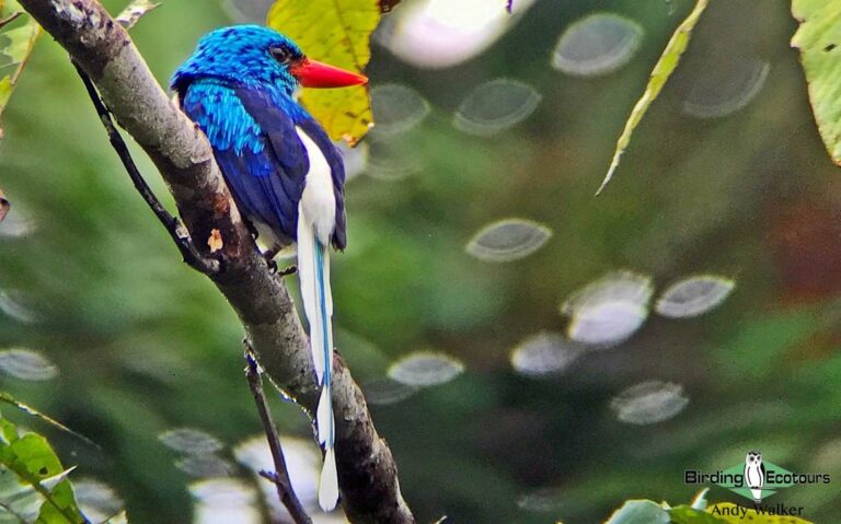 Biak, Numfor, Kofiau - Paradise Kingfishers & Island Endemics