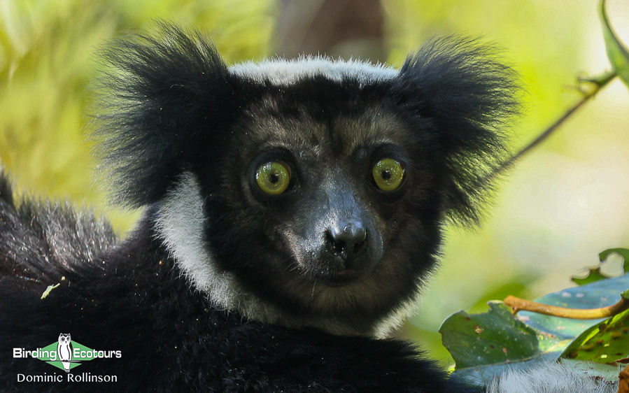 Madagascar Birding Tours - Birding Ecotours