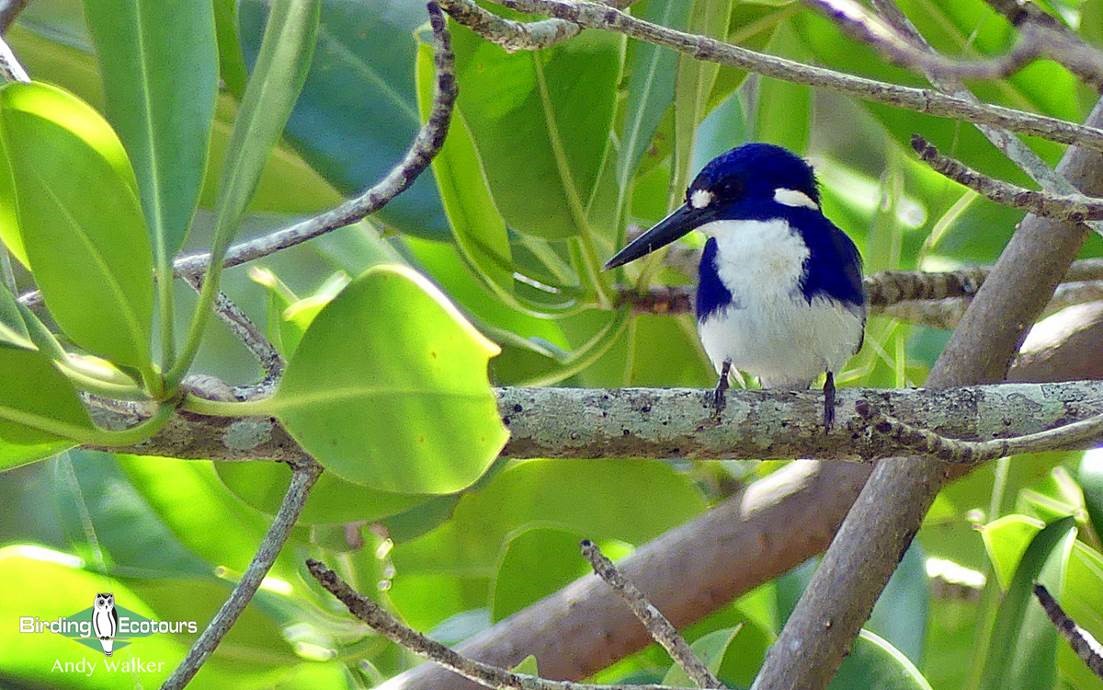 Biak, Numfor, Kofiau - Paradise Kingfishers & Island Endemics