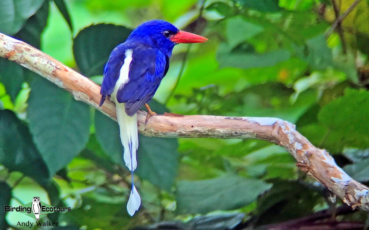 Biak, Numfor, Kofiau - Paradise Kingfishers & Island Endemics