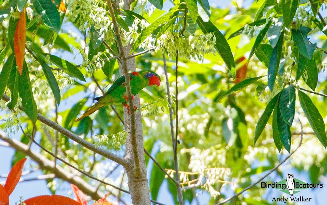 Biak, Numfor, Kofiau - Paradise Kingfishers & Island Endemics