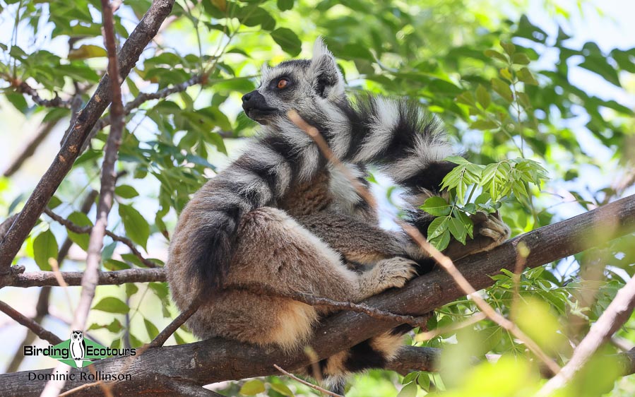 Madagascar Birding Tours - Birding Ecotours