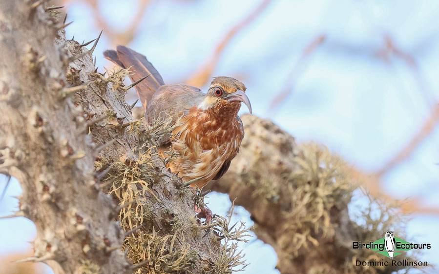 Madagascar Birding Tours - Birding Ecotours