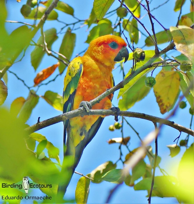 Birding Tour Guyana: Lost World - Guiana Shield Specials & Sun Parakeet