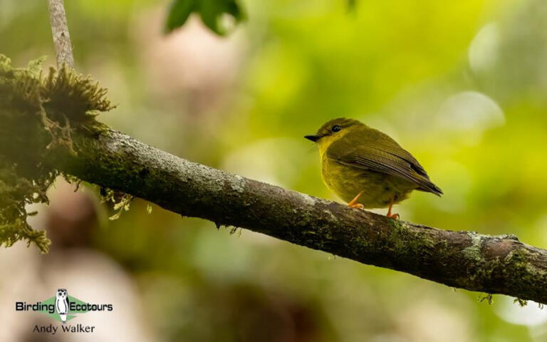 West Papua Birding Tour: Arfak, Waigeo, Klasow - Birding Ecotours