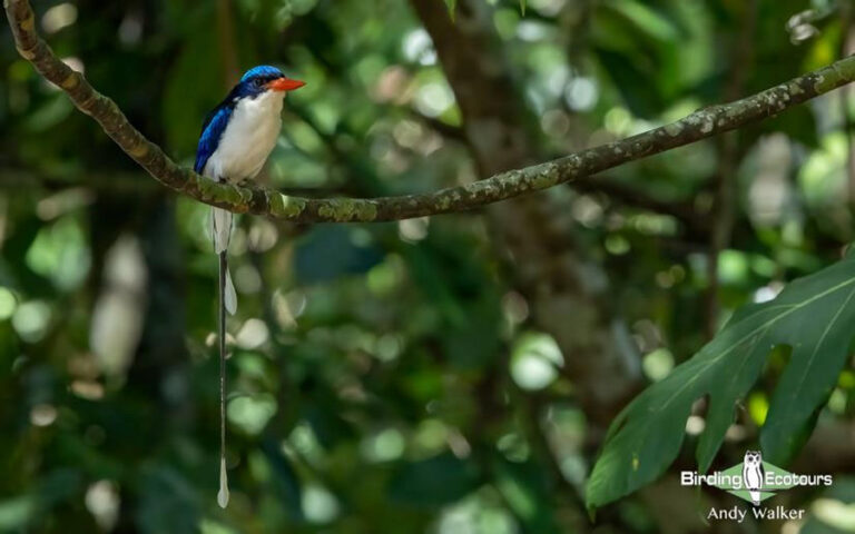 Birding Tour West Papua: Arfak, Waigeo, Klasow - Birding Ecotours