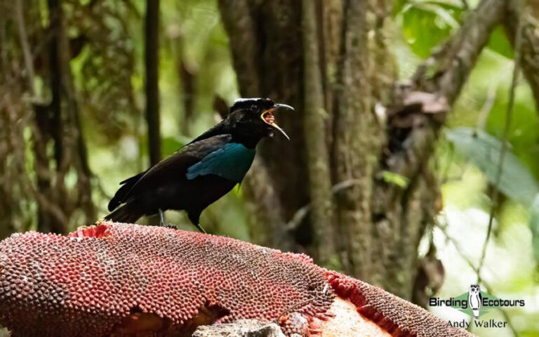 West Papua Birding Tour: Arfak, Waigeo, Klasow - Birding Ecotours