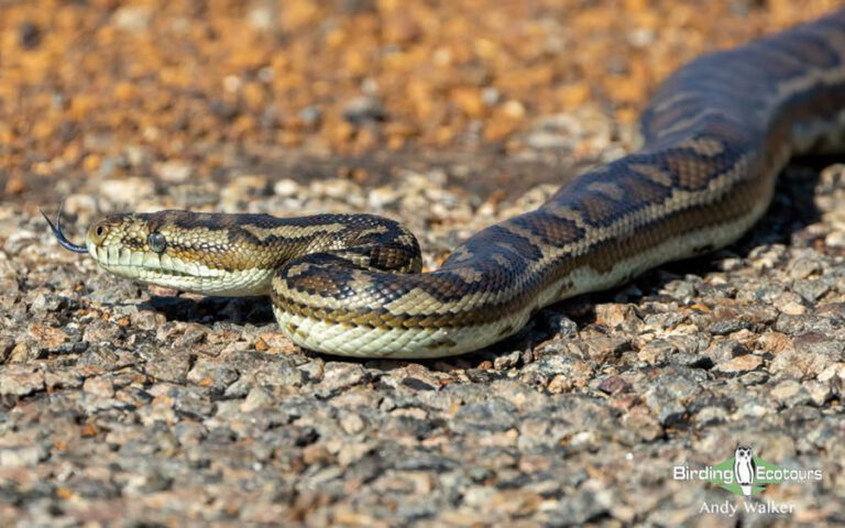 Birding Western Australia: Southwest Specialties - Birding Ecotours