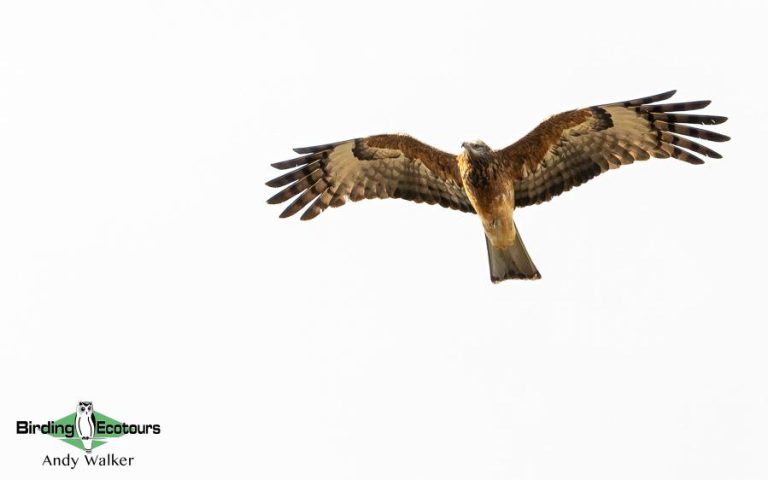 Birding Western Australia: Southwest Specialties - Birding Ecotours