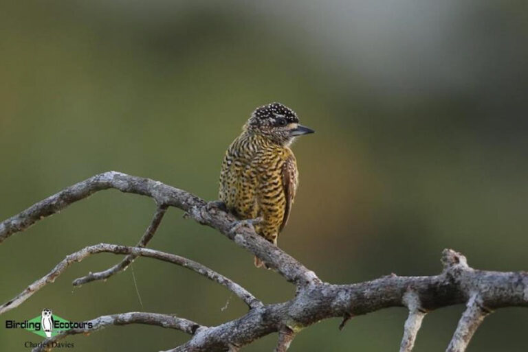 Northeastern Brazil: The Finest Brazilian Endemics