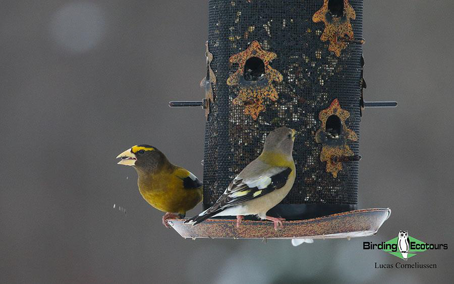 Birding Tour USA: Owls and Other Winter Birds of Minnesota