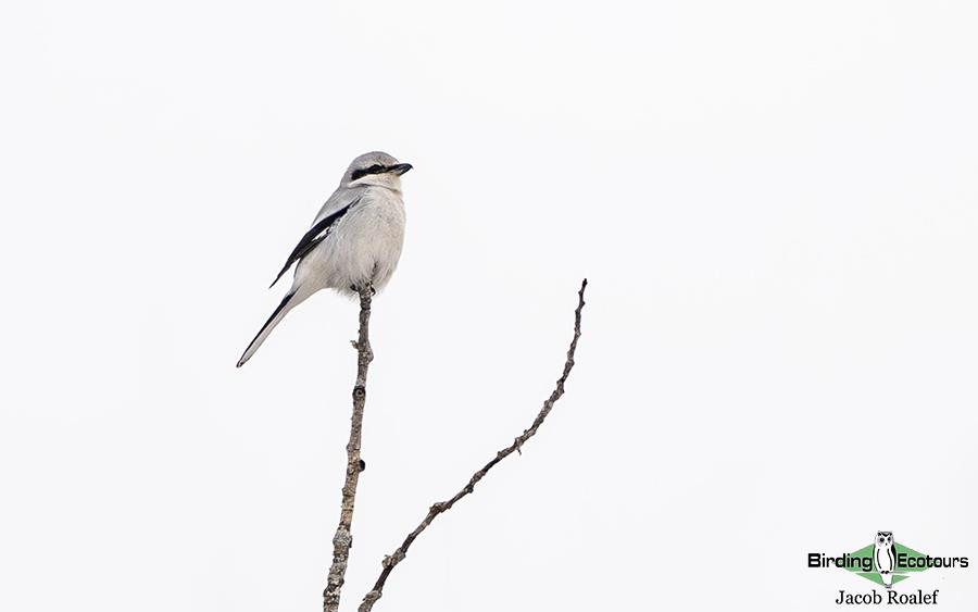 Birding Tour USA: Owls and Other Winter Birds of Minnesota