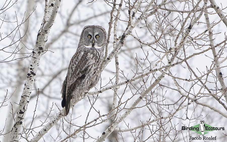 Birding Tour USA: Owls and Other Winter Birds of Minnesota