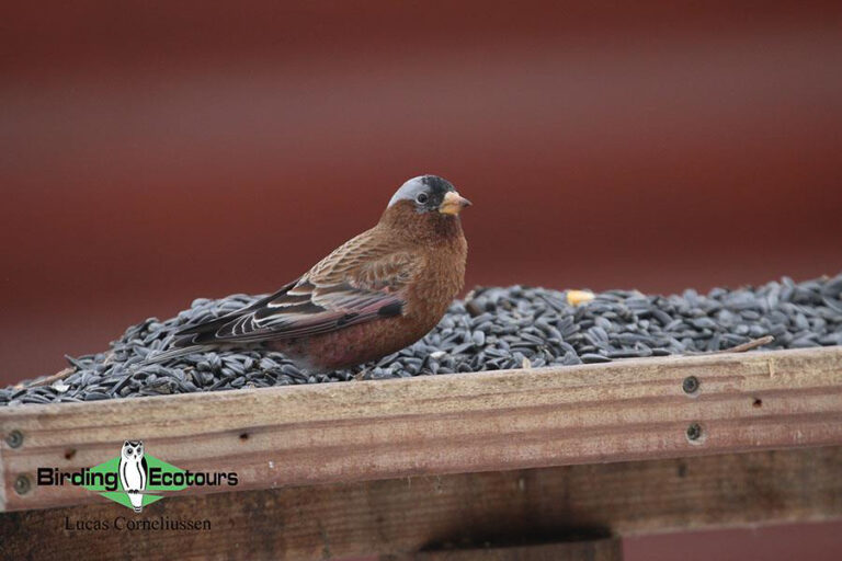 Birding Tour USA: Owls and Other Winter Birds of Minnesota