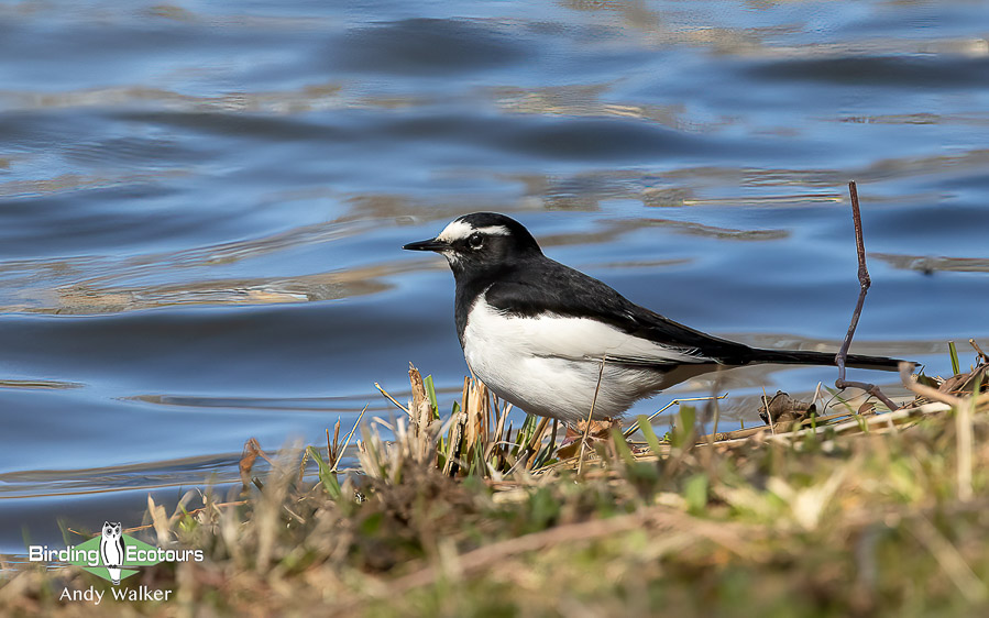 Japan Birding Tours - Birding Ecotours