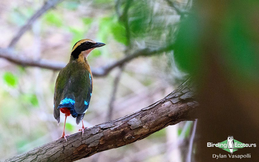 Zimbabwe Birding Tour - African Pitta, Miombo & Eastern Highlands