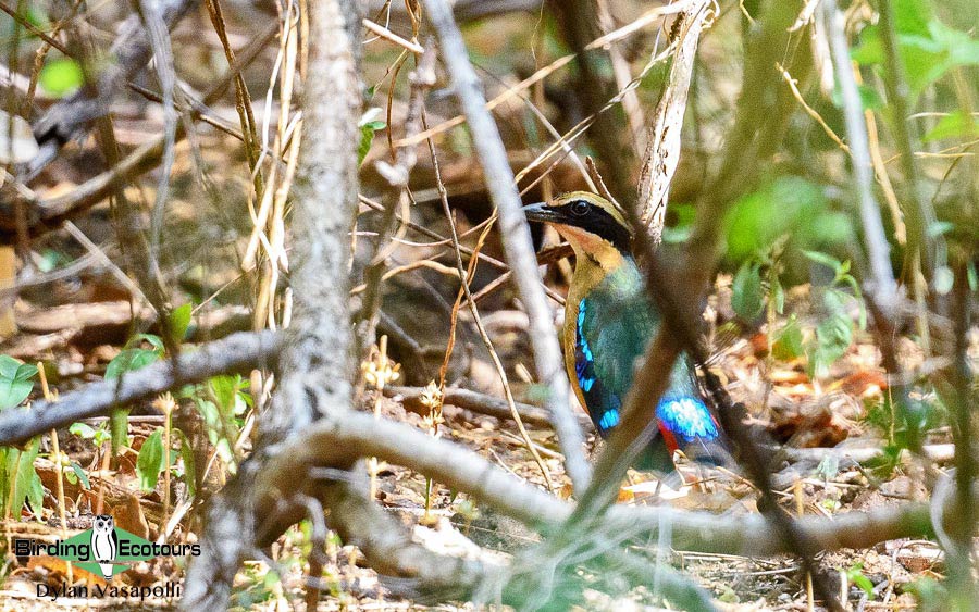 Zimbabwe Birding Tour - African Pitta, Miombo & Eastern Highlands