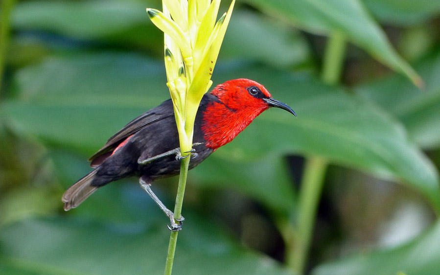 Vanuatu Birding Tour - Birding Ecotours