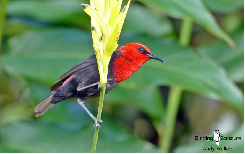Vanuatu Birding Tour - Birding Ecotours