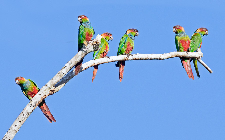 Brazil Birding Tour: Espirito Santo & Minas Gerais Birding Tour