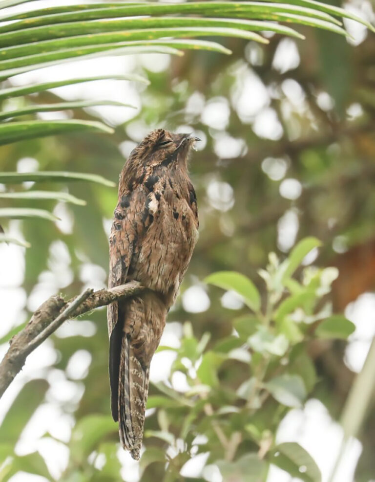 Colombia Uncovered: Southern Andes, Amazon Foothills & Llanos