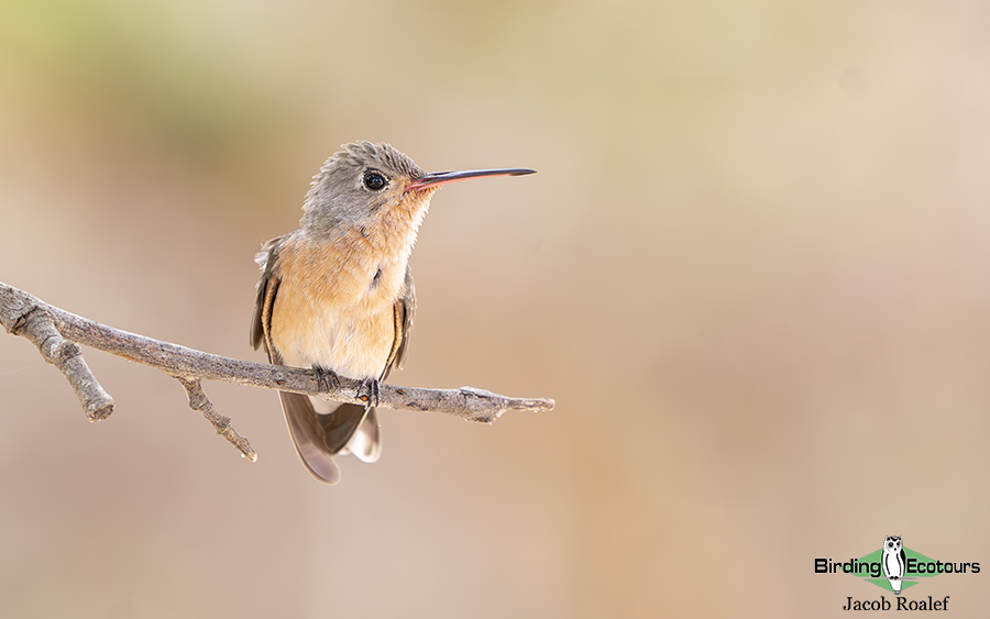 Santa Marta Escape Birding Tour - Birding Ecotours