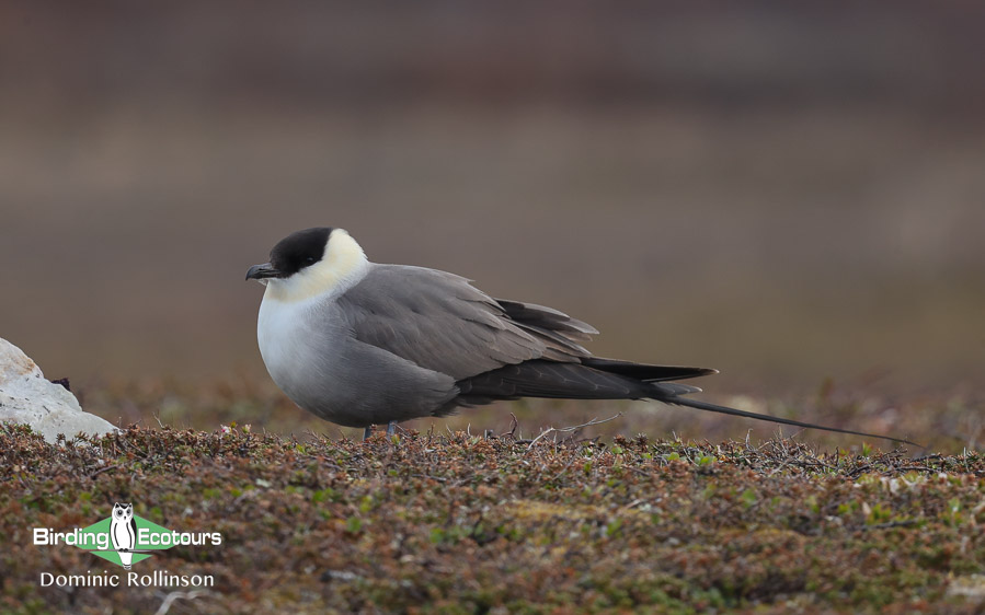 Norway (Svalbard) Birding Tours - Birding Ecotours
