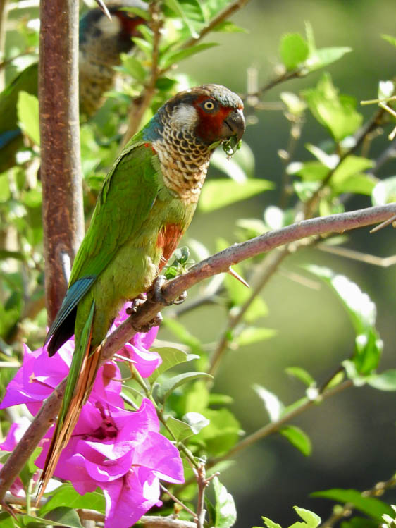 Santa Marta Escape Birding Tour - Birding Ecotours