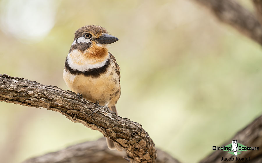Santa Marta Escape Birding Tour - Birding Ecotours